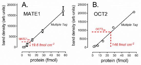 IJMS | Free Full-Text | Transport Turnover Rates for Human OCT2 and ...
