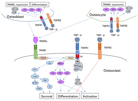 Role of the Interaction of Tumor Necrosis Factor-α and Tumor Necrosis ...