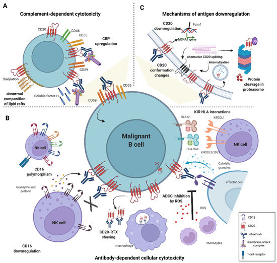 Molecular Aspects of Resistance to Immunotherapies—Advances in Understanding and Management of ...