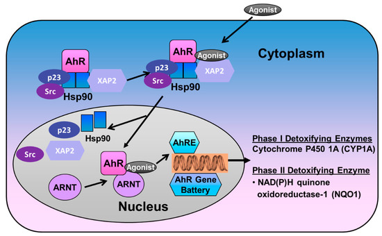 The Aryl Hydrocarbon Receptor (AHR): A Novel Therapeutic Target for ...