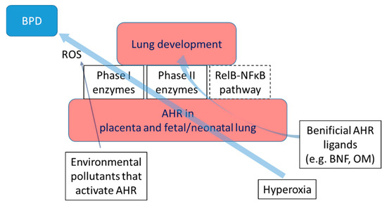 The Aryl Hydrocarbon Receptor (AHR): A Novel Therapeutic Target for ...