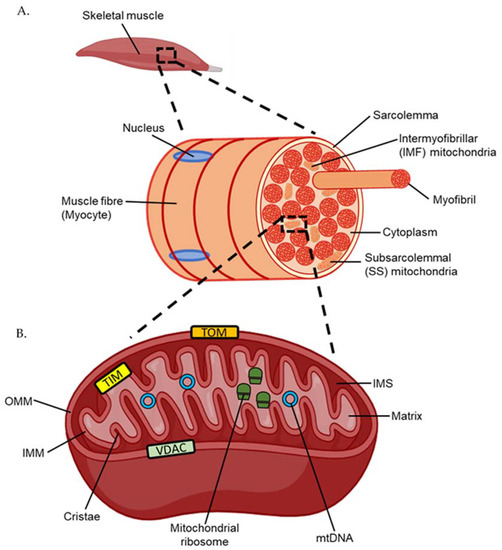 Transcription Factor Movement and Exercise-Induced Mitochondrial Biogenesis in Human Skeletal ...
