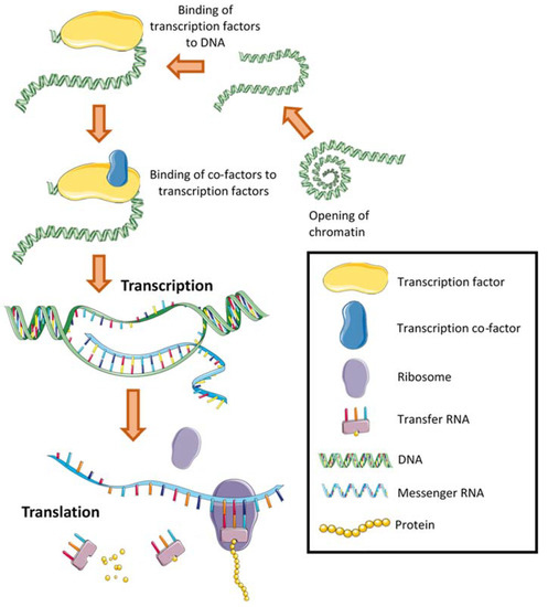 IJMS | Free Full-Text | Transcription Factor Movement and Exercise ...