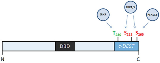 Role of the Transcription Factor FOSL1 in Organ Development and ...