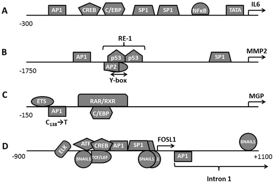 Role of the Transcription Factor FOSL1 in Organ Development and ...