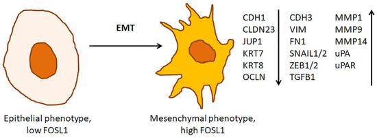 Role of the Transcription Factor FOSL1 in Organ Development and ...