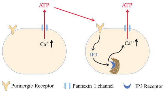 Mechanisms of Pannexin 1 (PANX1) Channel Mechanosensitivity and Its ...