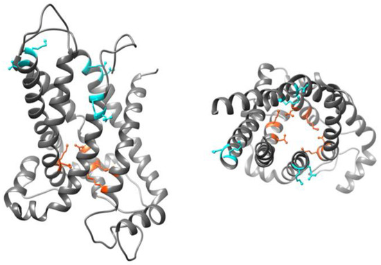 Uncoupling Proteins and Regulated Proton Leak in Mitochondria