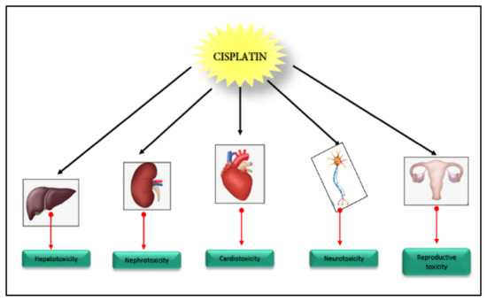Pharmacological Effects of Cisplatin Combination with Natural Products ...