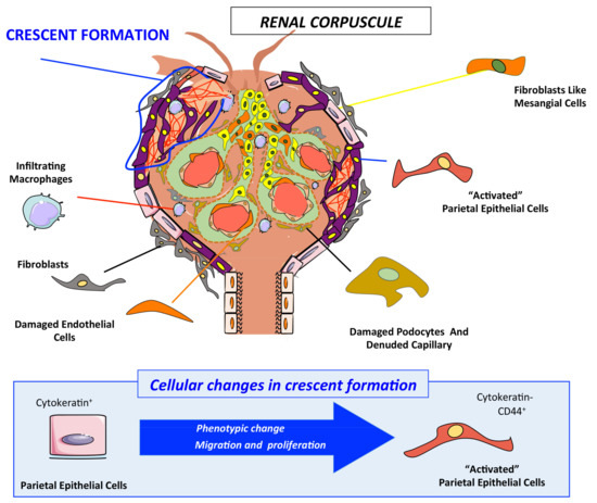 Molecular Mechanisms of Kidney Injury and Repair