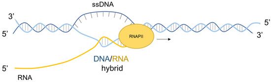 R-Loop-Associated Genomic Instability and Implication of WRN and WRNIP1