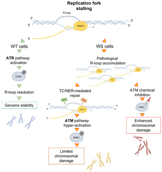 R-Loop-Associated Genomic Instability and Implication of WRN and WRNIP1