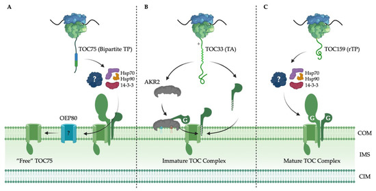 New Insights into the Chloroplast Outer Membrane Proteome and ...