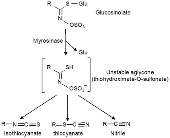 The Cellular and Subcellular Organization of the Glucosinolate ...