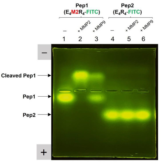 Activatable Peptides for Rapid and Simple Visualization of Protease ...