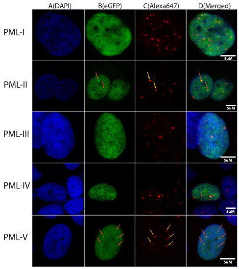 IJMS | Free Full-Text | New Evidence of the Importance of Weak ...