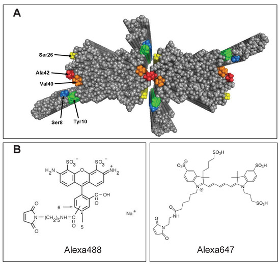 A Palette of Fluorescent Aβ42 Peptides Labelled at a Range of Surface ...