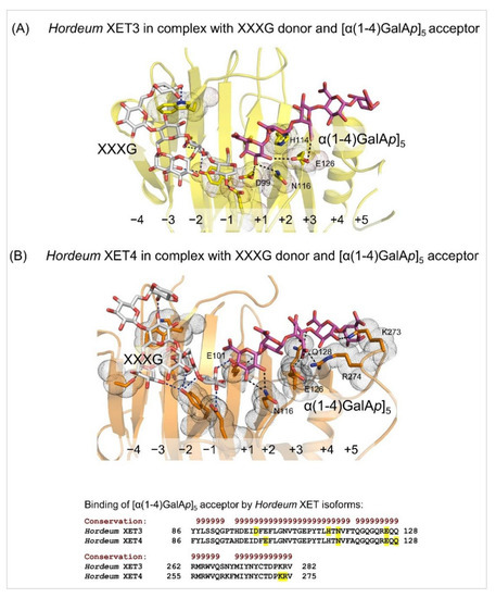 Broad Specific Xyloglucan:Xyloglucosyl Transferases Are Formidable ...