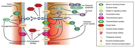 EphrinB2–EphB4 Signaling in Neurooncological Disease
