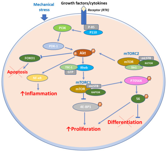 Predominant Role of mTOR Signaling in Skin Diseases with Therapeutic ...