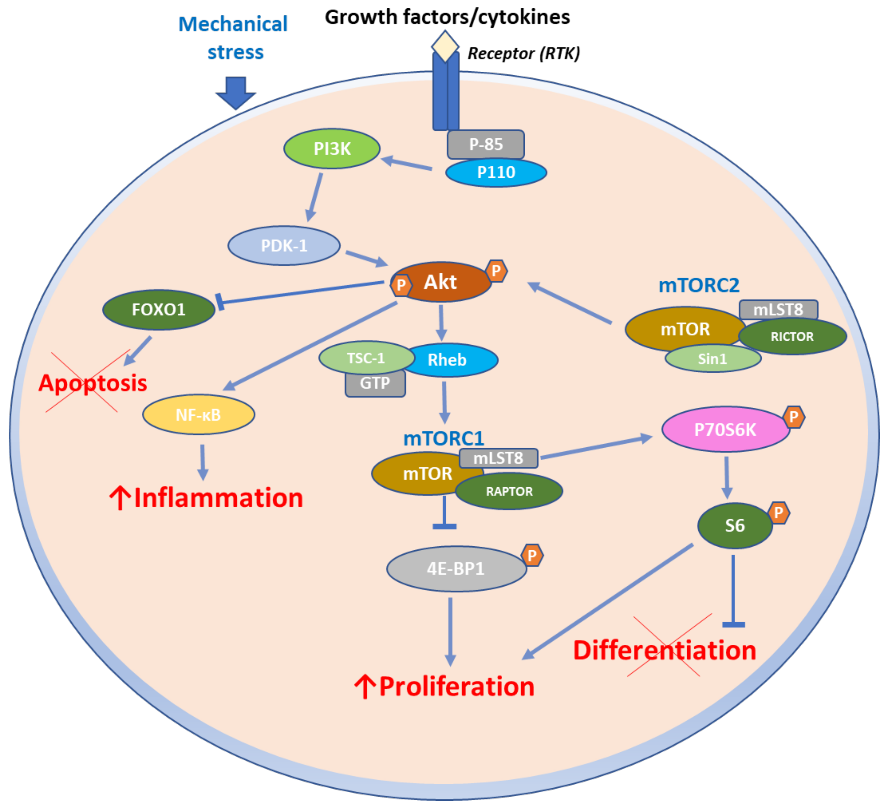 MTOR Signaling Pathway Definition, Types, Mechanism, And, 52% OFF MTOR Signaling Pathway Definition, Types, Mechanism, And, 52% OFF