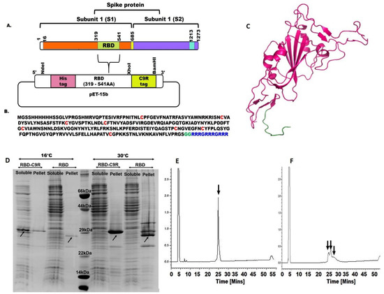A Multi-Disulfide Receptor-Binding Domain (RBD) of the SARS-CoV-2 Spike ...