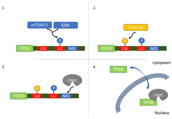 Regulation of Autophagy by the Glycogen Synthase Kinase-3 (GSK-3 ...