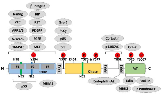 FAK in Cancer: From Mechanisms to Therapeutic Strategies