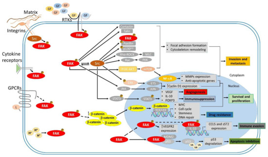FAK in Cancer: From Mechanisms to Therapeutic Strategies