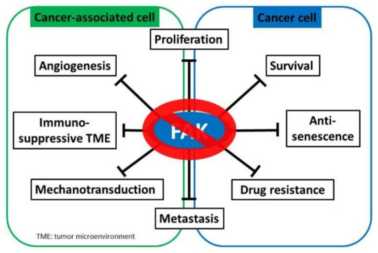 FAK in Cancer: From Mechanisms to Therapeutic Strategies