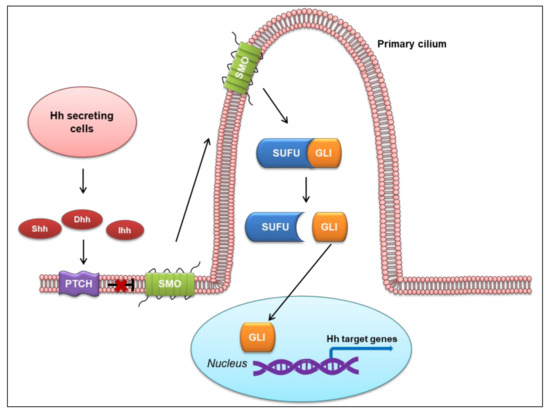 Hedgehog Pathway Inhibitors as Targeted Cancer Therapy and Strategies ...