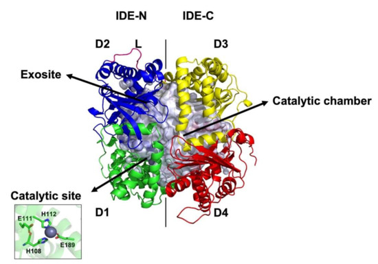 Exploring the Structural Rearrangements of the Human Insulin-Degrading ...