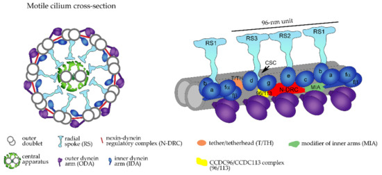 PCD Genes—From Patients to Model Organisms and Back to Humans
