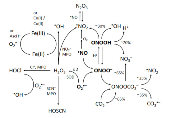 Radiolysis Studies of Oxidation and Nitration of Tyrosine and Some ...