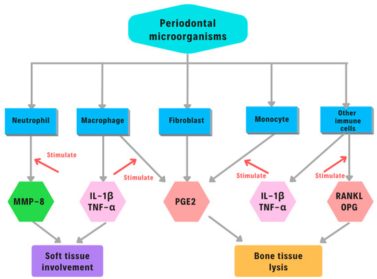 The Role of Matrix Metalloproteinases (MMP-8, MMP-9, MMP-13) in ...