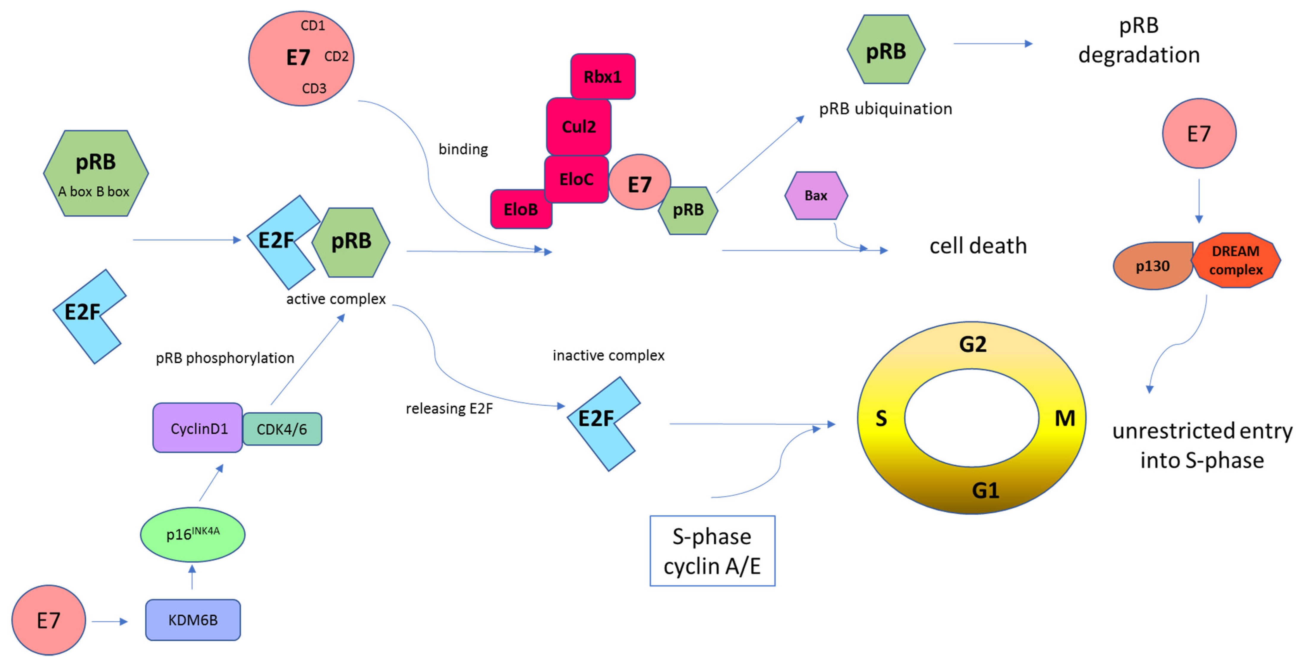 Ijms Free Full Text Human Papillomaviruses As Infectious Agents In