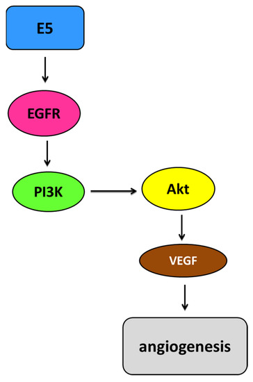 Human Papillomaviruses as Infectious Agents in Gynecological Cancers ...