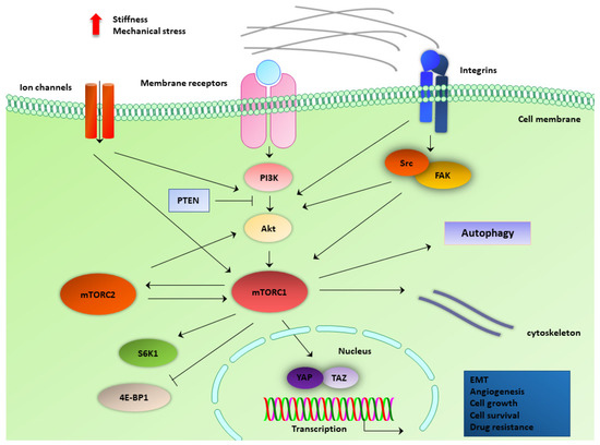 IJMS | Free Full-Text | mTOR Signaling Components in Tumor Mechanobiology