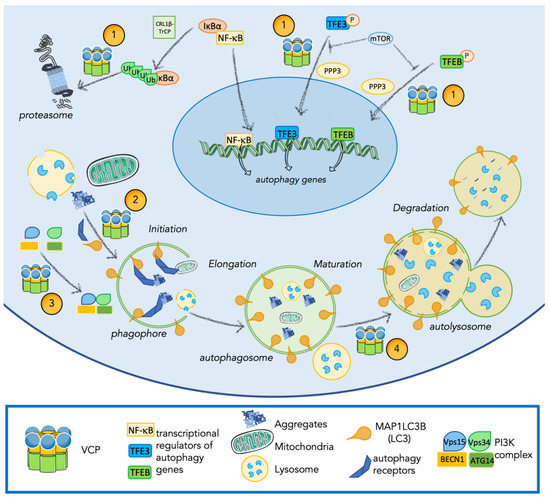 Valosin Containing Protein (VCP): A Multistep Regulator of Autophagy