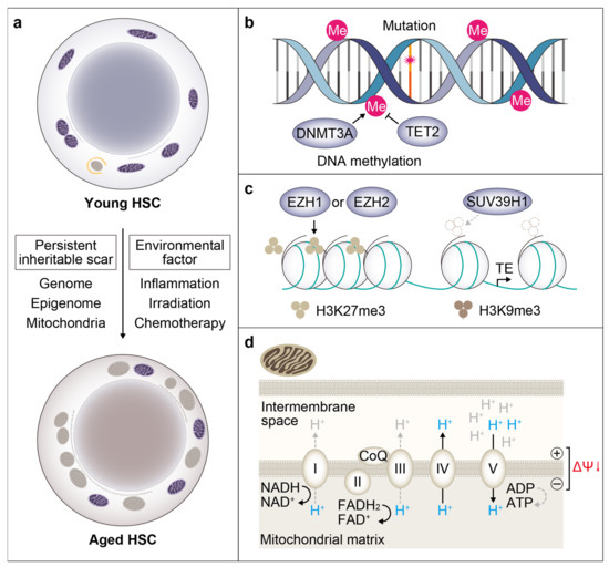 Aging and Clonal Behavior of Hematopoietic Stem Cells
