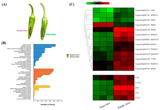 Identification of the Regulatory Genes of UV-B-Induced Anthocyanin ...