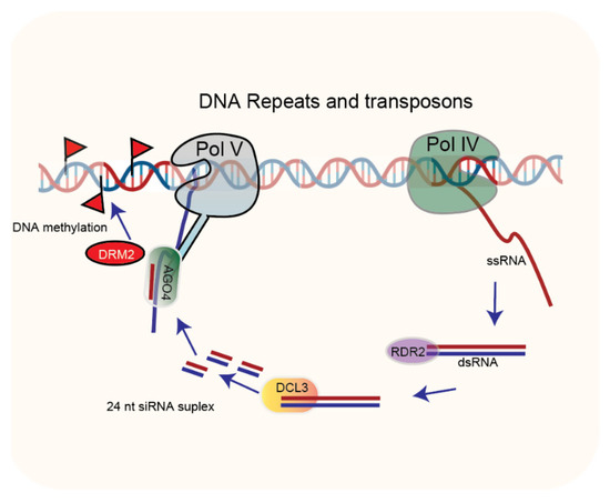 Big Role of Small RNAs in Female Gametophyte Development