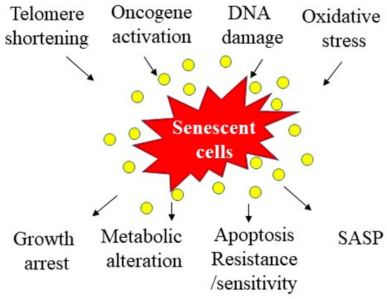 Aging, Cellular Senescence, and Alzheimer’s Disease