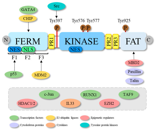 IJMS | Free Full-Text | New Insights on the Nuclear Functions and ...