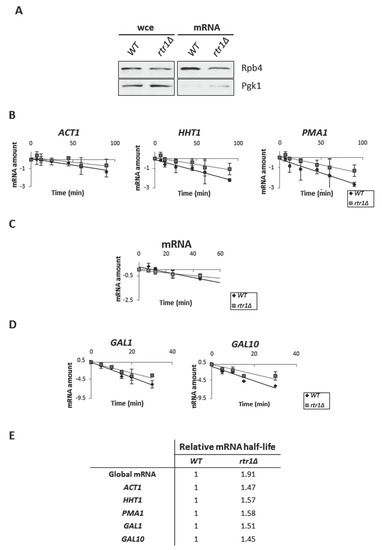 The Association of Rpb4 with RNA Polymerase II Depends on CTD Ser5P ...