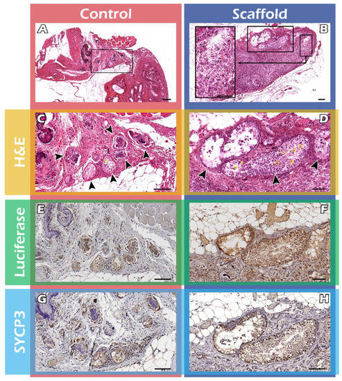 Immature Testicular Tissue Engineered from Weaned Mice to Adults for ...