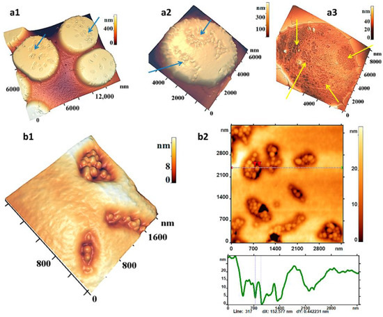 Topological Relationships Cytoskeleton-Membrane Nanosurface-Morphology ...