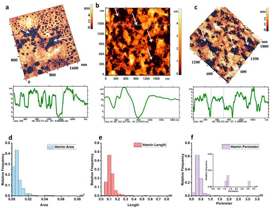 Topological Relationships Cytoskeleton-Membrane Nanosurface-Morphology ...