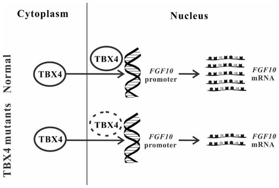 IJMS | Free Full-Text | Identification and Functional Evaluation of a ...
