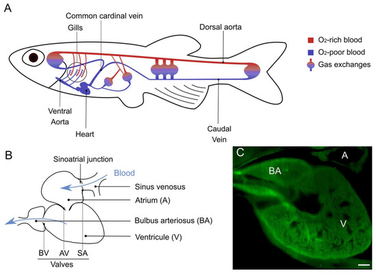 Zebrafish as a Model to Study Vascular Elastic Fibers and Associated ...